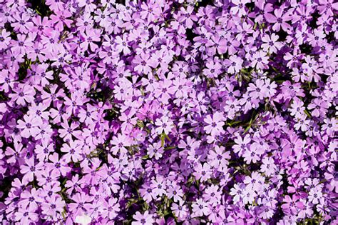 플 록스 잔디 또는 들어온다 플 록스 또는 모스 플 록스의 매트 0명에 대한 스톡 사진 및 기타 이미지 0명 개화기 꽃 꽃의 구조 Istock