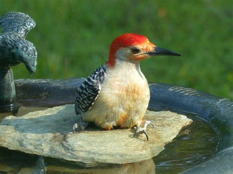 Shawn Wainwright Flickr