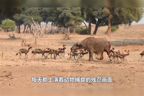 雄狮一口咬住了大象喉咙，扭头一看吓得双腿发软，还是赶紧逃命吧