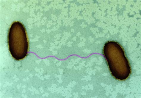 Biophilia Why We Have Sex