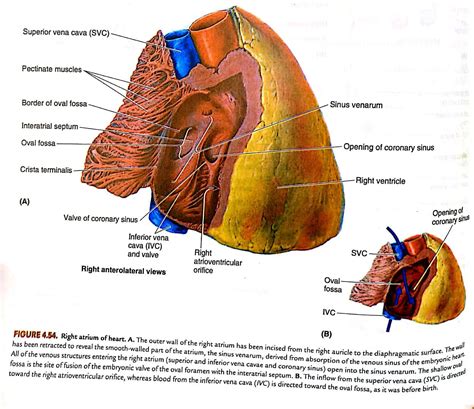 Fibrous Skeleton Of Heart Or Fibrous Cardiac Skeleton Artofit