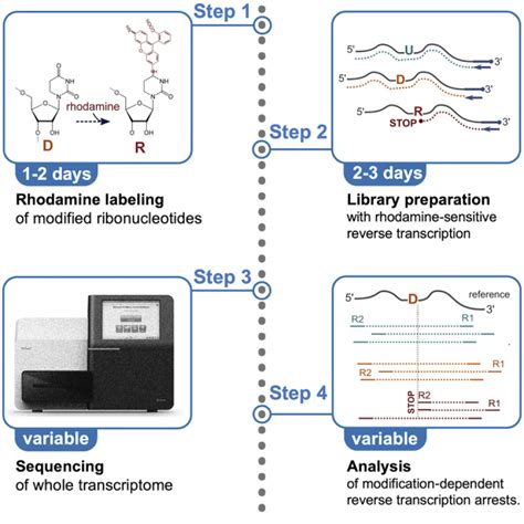 Epitranscriptomic Mapping Of Rna Modifications At Single Nucleotide