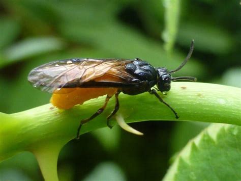 Hibiscus Sawfly Facts Identification And Pictures