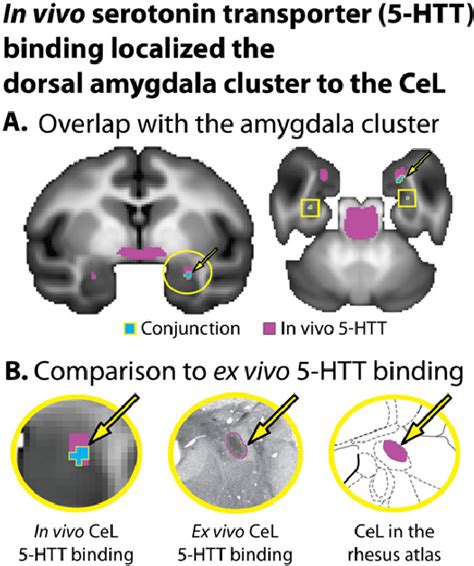 Fig S1 In Vivo Serotonin Transporter 5 Htt Binding Localized The