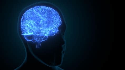 Premium Photo Human Brain And Nervous System 3d Illustration