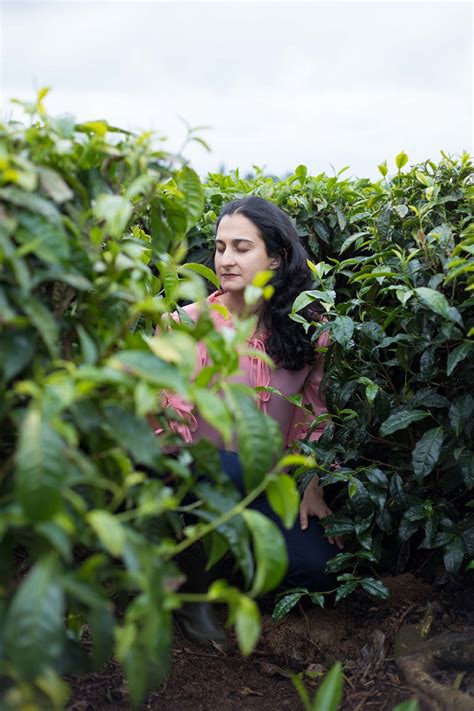 The Tea Alchemist Muthaiga Tea Company