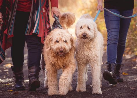 Understanding Genetics Zoes Doodles