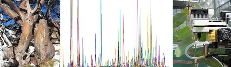 Plant Soil Interaction Lab Plant Soil Interactions Lab