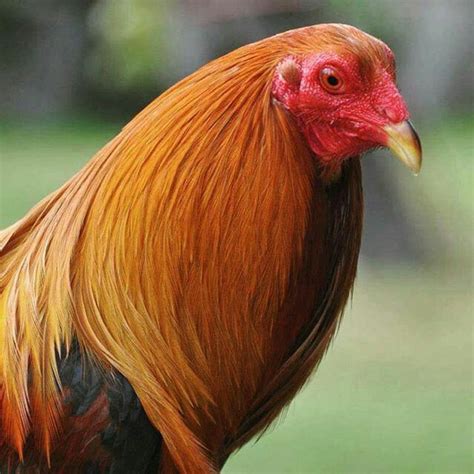 Game Fowl Game Fowl Beautiful Chickens Most Beautiful Birds