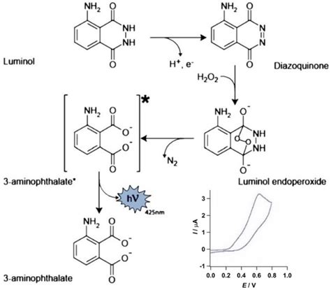 Ecl Generation By Luminol And H2o2 Inset Cyclic Voltammogram Of Download Scientific Diagram