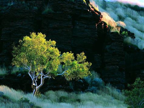 Бесплатно обои для рабочего стола осень Основной цвет обоев Очень тёмный зелёный