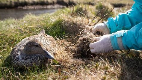 Eiderdown Ethical Sourcing And Sustainability The Eiderdown