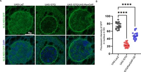 Disrupted Nuclear Import Of Cell Cycle Proteins In Huntingtonspolyq