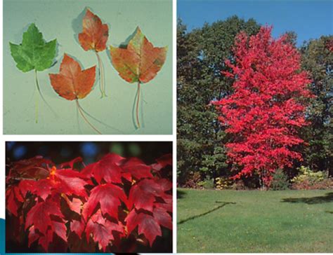 PLANT ID TREES Flashcards Quizlet PLANT ID TREES Flashcards Quizlet