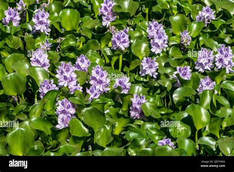 Common Water Hyacinth Flowers In The Pond Closeup Israel Stock Photo