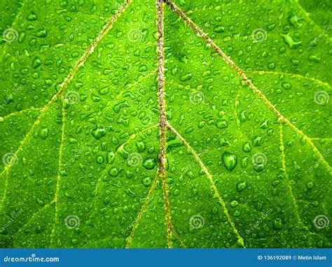Green Leaf Water Drops Detail Background Stock Image Image Of Flower