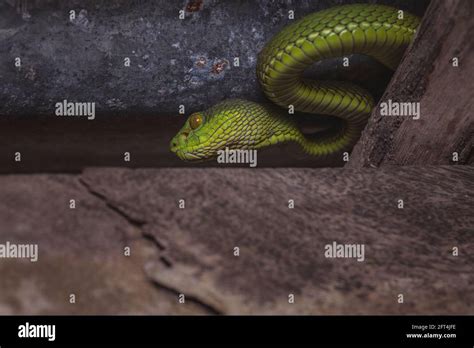 Red Tailed Pitviper Trimeresurus Erythrurus Sunderbans India Stock