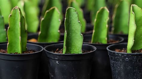 How To Propagate Dragon Fruit In 12 Steps