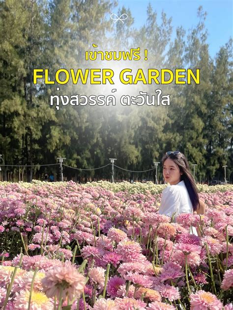 ทุ่งสวรรค์ ตะวันใส เข้าชมฟรี Flower Garden 🌸🌈☀️ แกลเลอรีที่โพสต์