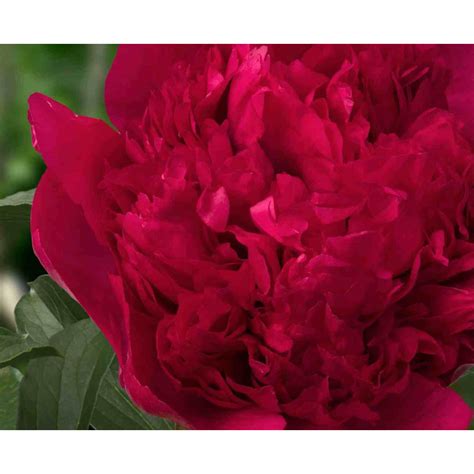 Bijūnas Command Performance