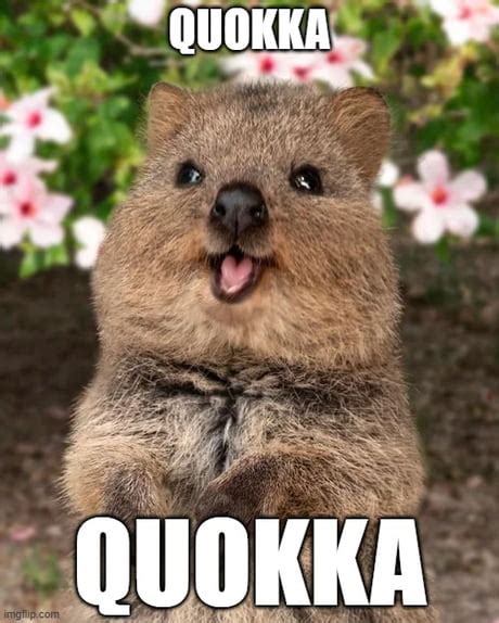 25 Best Memes About Quokka Quokka Memes 25 Best Memes About Quokka