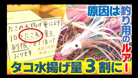 記録的不漁三原の名物「タコ」に災害と人災で異変｜地球派宣言