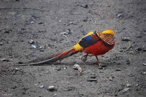 Free Images Bird Colorful Color Nature Green Blue Beak