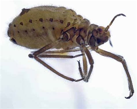 Cinara Smolandiae Giant Juniper Aphid Identification Images Ecology Control