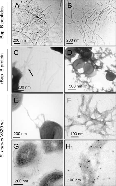 Bap Forms Amyloid Like Fibers A B Electron Micrographs Of Negatively Download Scientific