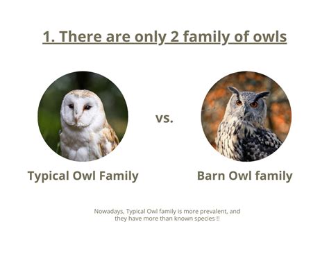 10 Facts About Owl Booklet Template