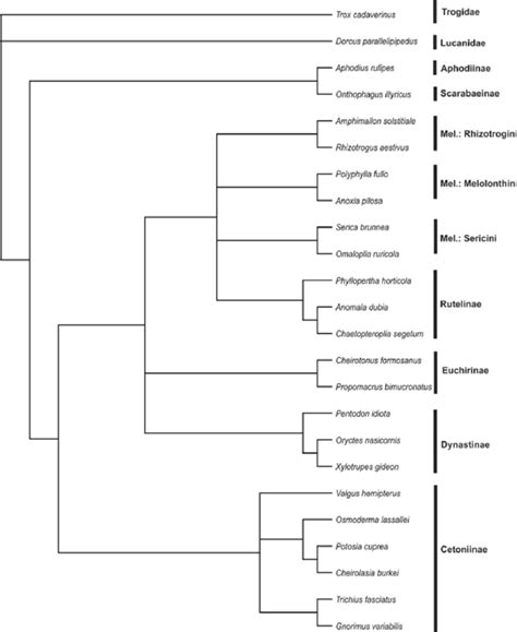 Majority Rule Consensus Tree Obtained From 6 Most Parsimonous Trees In Download Scientific