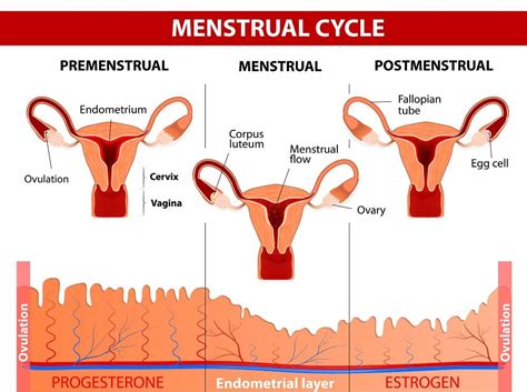 Hormonas Que Participan En El Ciclo Menstrual Y Su Funcion