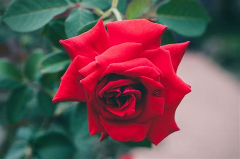 무료 이미지 자연 꽃잎 꽃 무늬의 축하 애정 장미 꽃 장식 녹색 색깔 로맨스 낭만적 인 담홍색 혼례