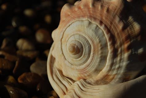 Meer Dan 600 Gratis Afbeeldingen Van Flores Y Fibonacci En Fibonacci