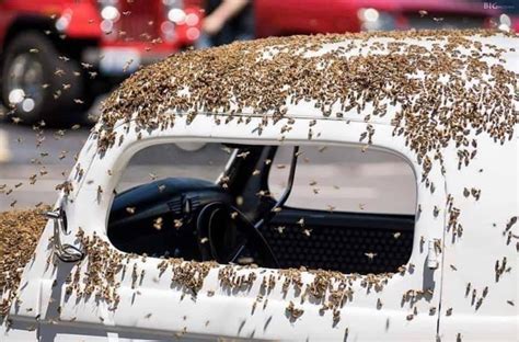 Brown Exterminating Of The Roanoke Valley Home Facebook
