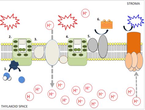 First Electron Transport Chain Photosystems Light Energy Rxn Diagram