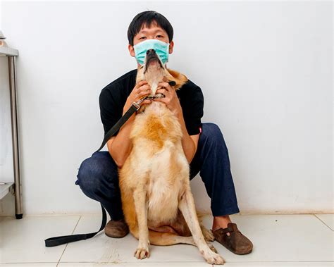 Canine Behaviour And Handling Wvs Academy