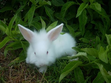 Arnab Bagan Sena Arnab Comel Comel