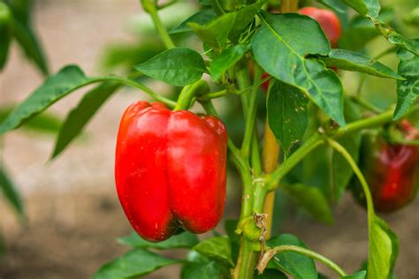 Paprika Das Gemüse von A bis Z Plantura