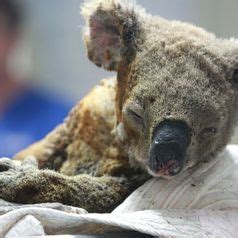 Les autorités australiennes abattent koalas