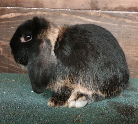Black Otter Mini Lop Buck In Ashton Under Lyne Manchester Gumtree