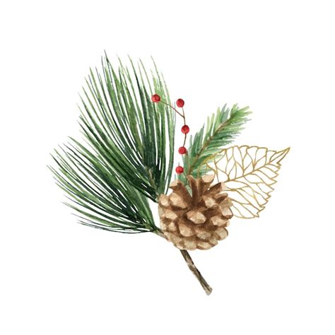 Aquarela Vector Bouquet De Natal Folhas De Ramos De Abeto E Um Cone