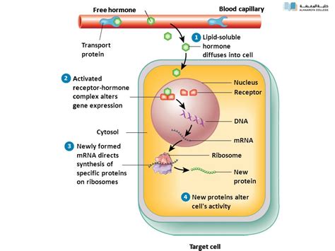 A Lipid Soluble Hormone Passes Freely Through The Plasma Membrane And