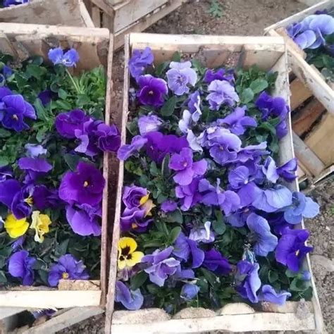 خرید و قیمت بنفشه جعبه ای گل درشت در انواع رنگ هاپس کرایه از غرفه