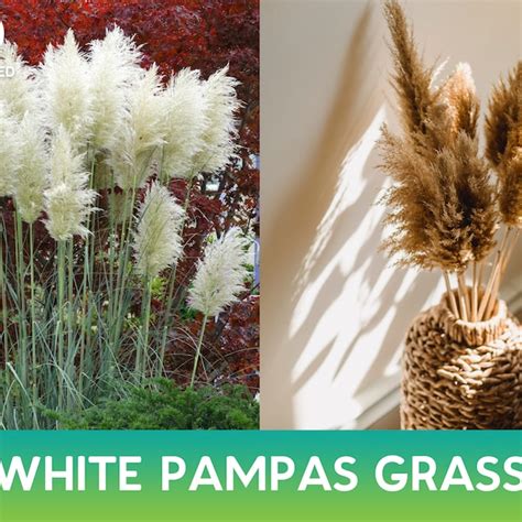 Ornamental Grass Etsy