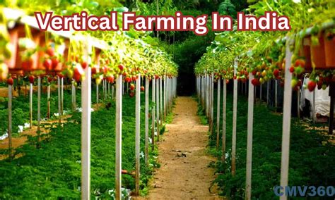 Vertical Farming In India Types And Benefits