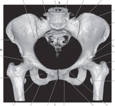 Bony Pelvis Labeling Diagram Quizlet