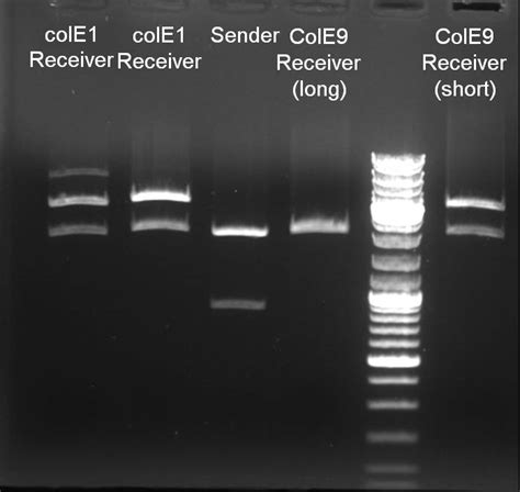 Team Heidelberg Notebook Killing Ii 12thweek