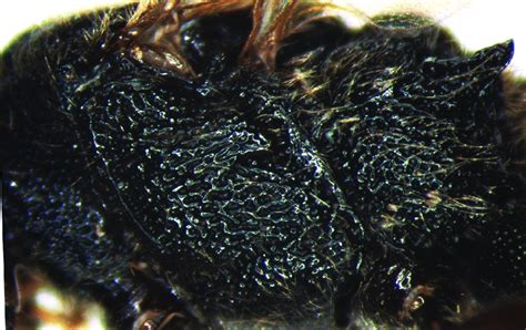Cisaris Canaliculatus Sun And Sheng Sp N Female Holotype