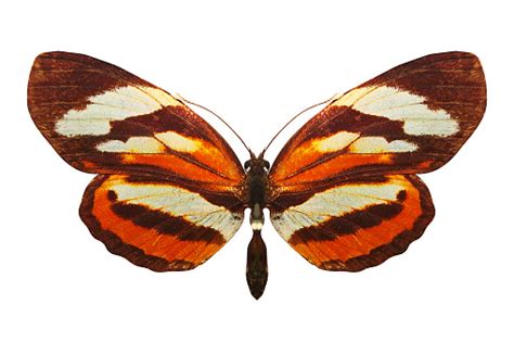 아름 다운 주황색 나비입니다 Nymphalis Xanthomelas를 번 식 흰색 배경에 고립 갈색에 대한 스톡 사진 및 기타
